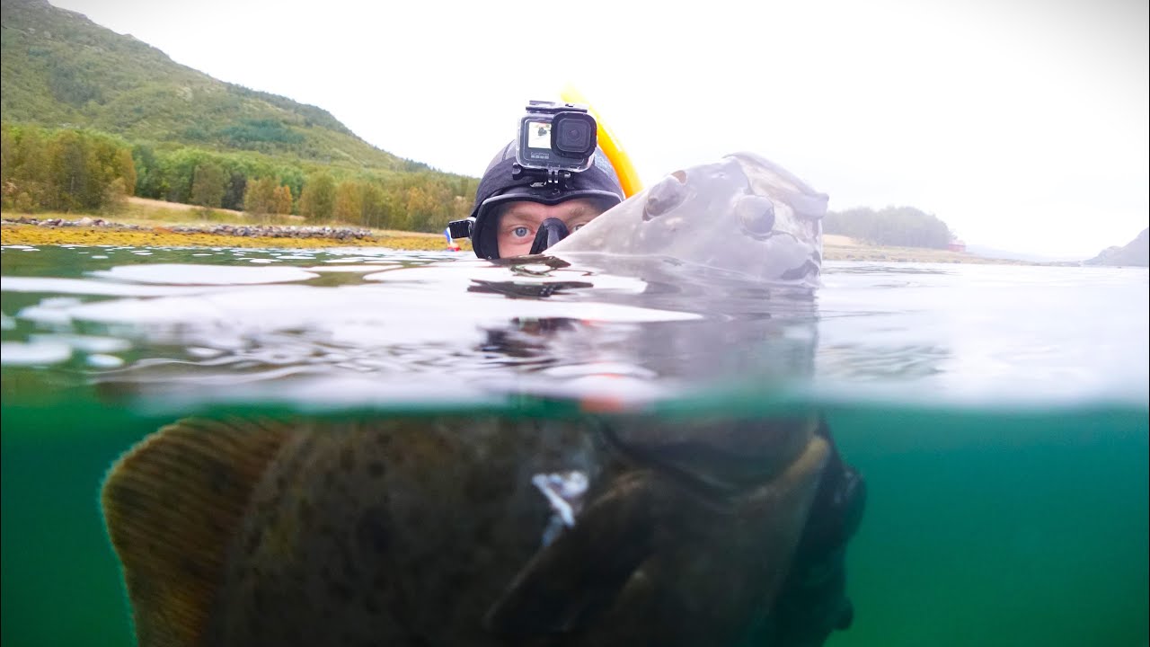 Spearfishing halibut in the Arctic! - YouTube