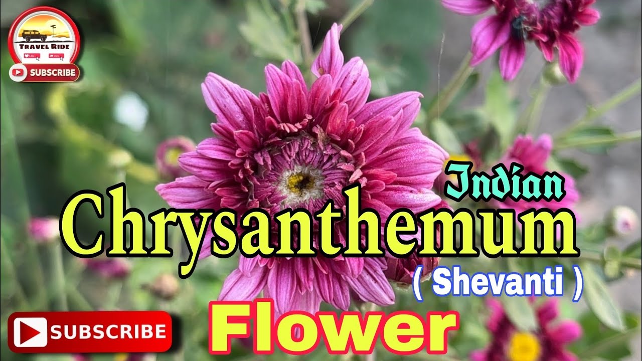 Indian Shevanti Flower 🏵️ ( Chrysanthemum) . - YouTube