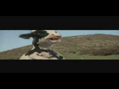 Matrix Vache MP4 - YouTube
