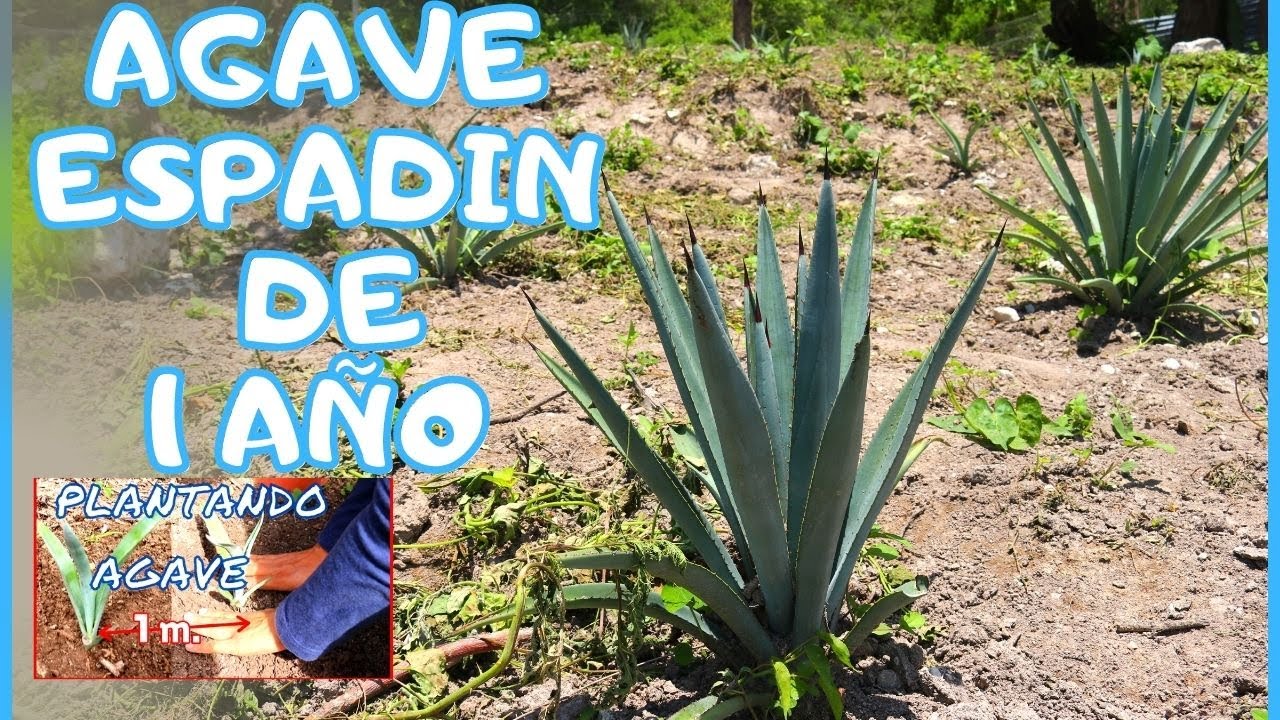 AGAVE ESPADIN de UN AÑO🟢🌱. COMO PLANTAR AGAVE. replantando AGAVE ...