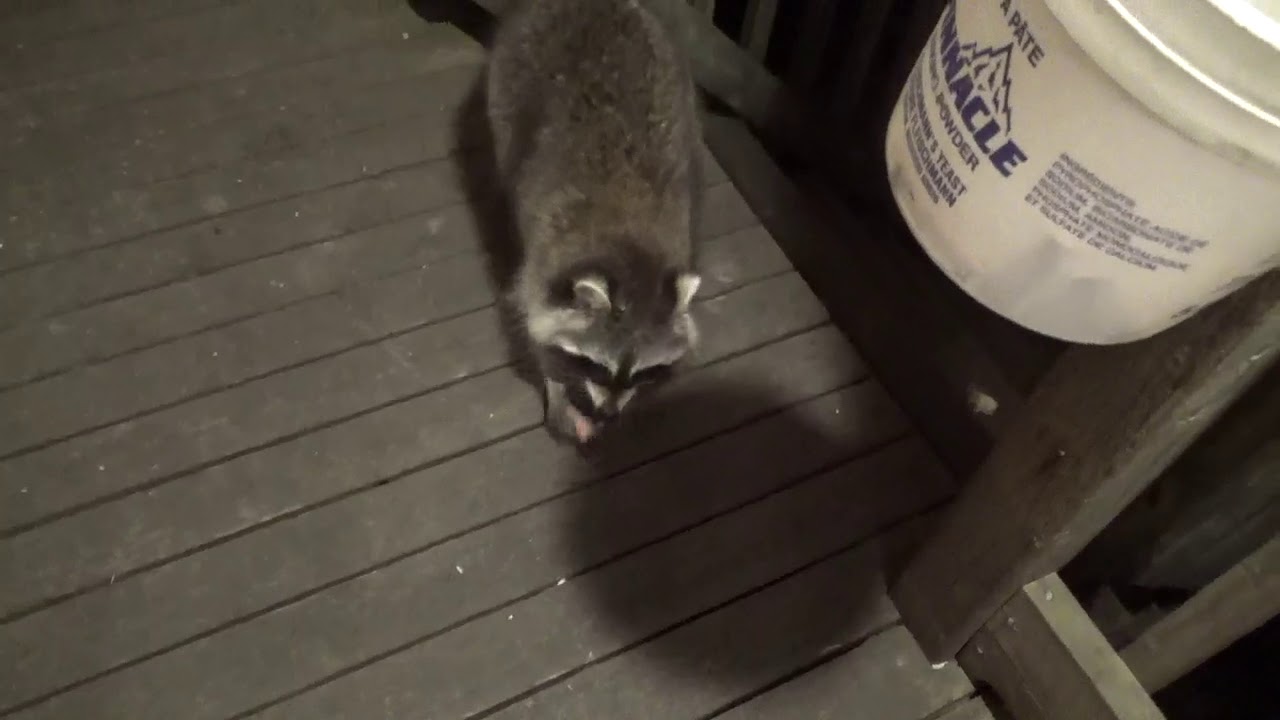 Tuesday Night Raccoons - part one - YouTube