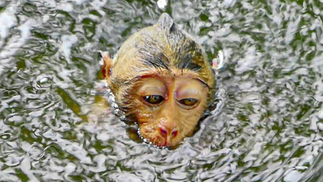 Show How Adorable Little Monkeys Take Shower In Lake. - YouTube
