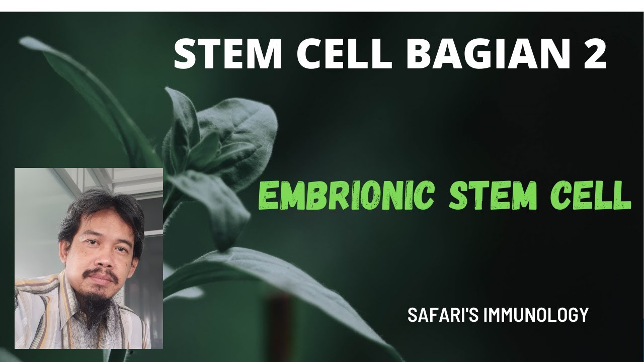 STEM CELL (SEL PUNCA) BAGIAN 2 : EMBRIONIC STEM CELL - YouTube