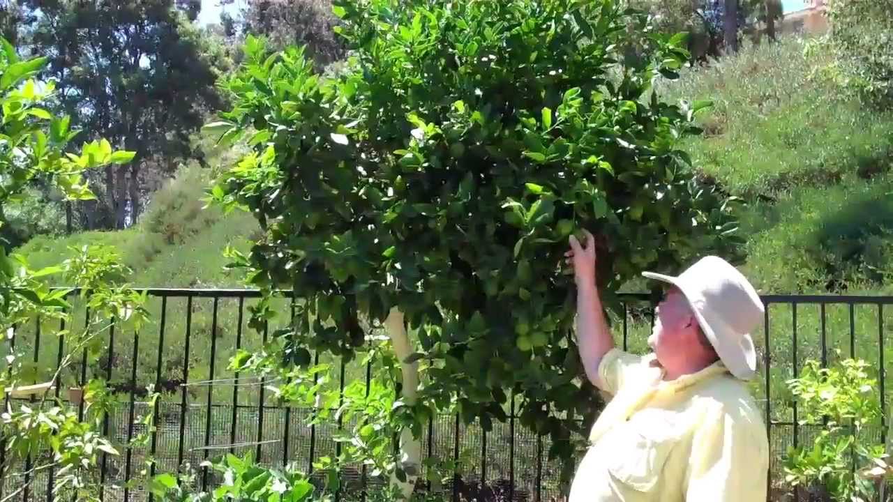 Train-A-Tree -Reducing The Size of a Citrus Tree Part 1 - YouTube