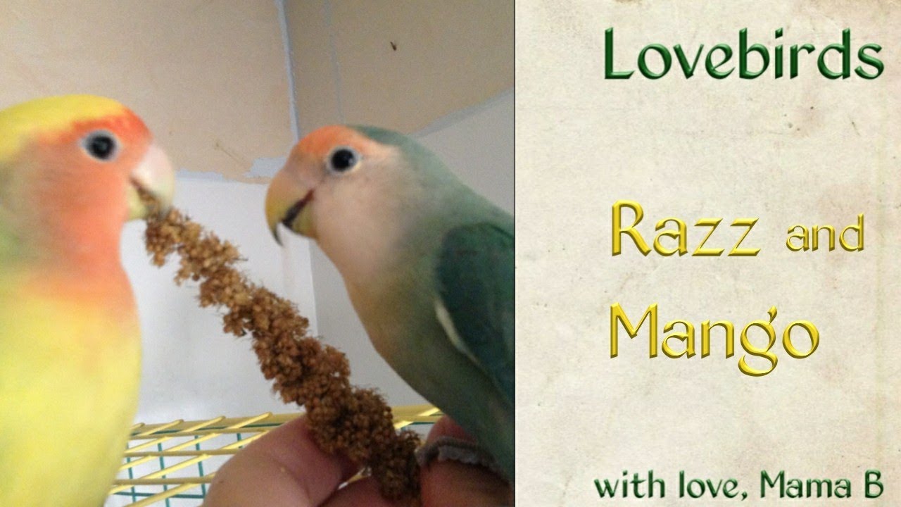 Razz and Mango - YouTube