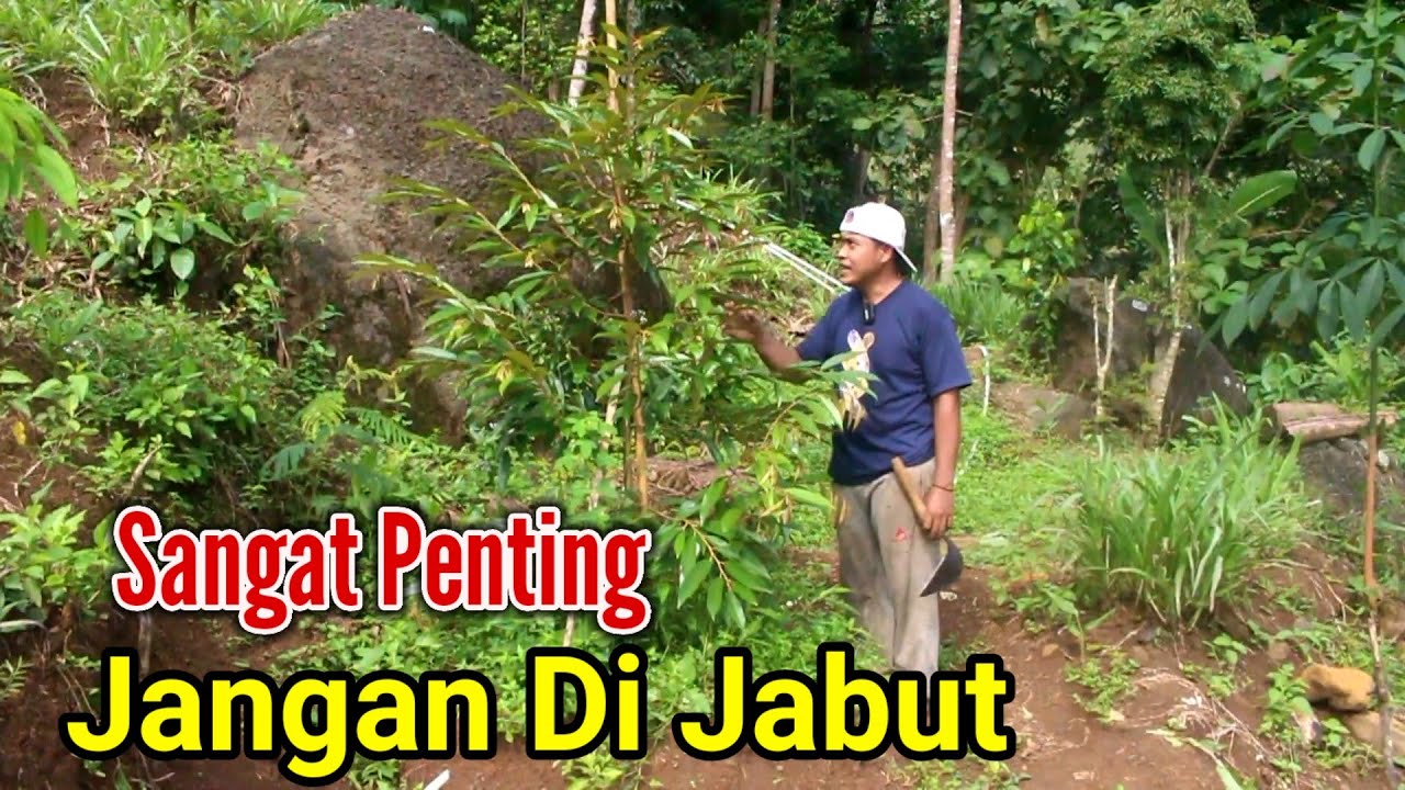 Cara perawatan durian // Jangan Di Jabut Gulma Di Piringan - YouTube
