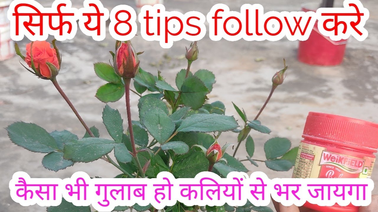 rose plant flowering tips | rose plant care | rose plant growing tips ...