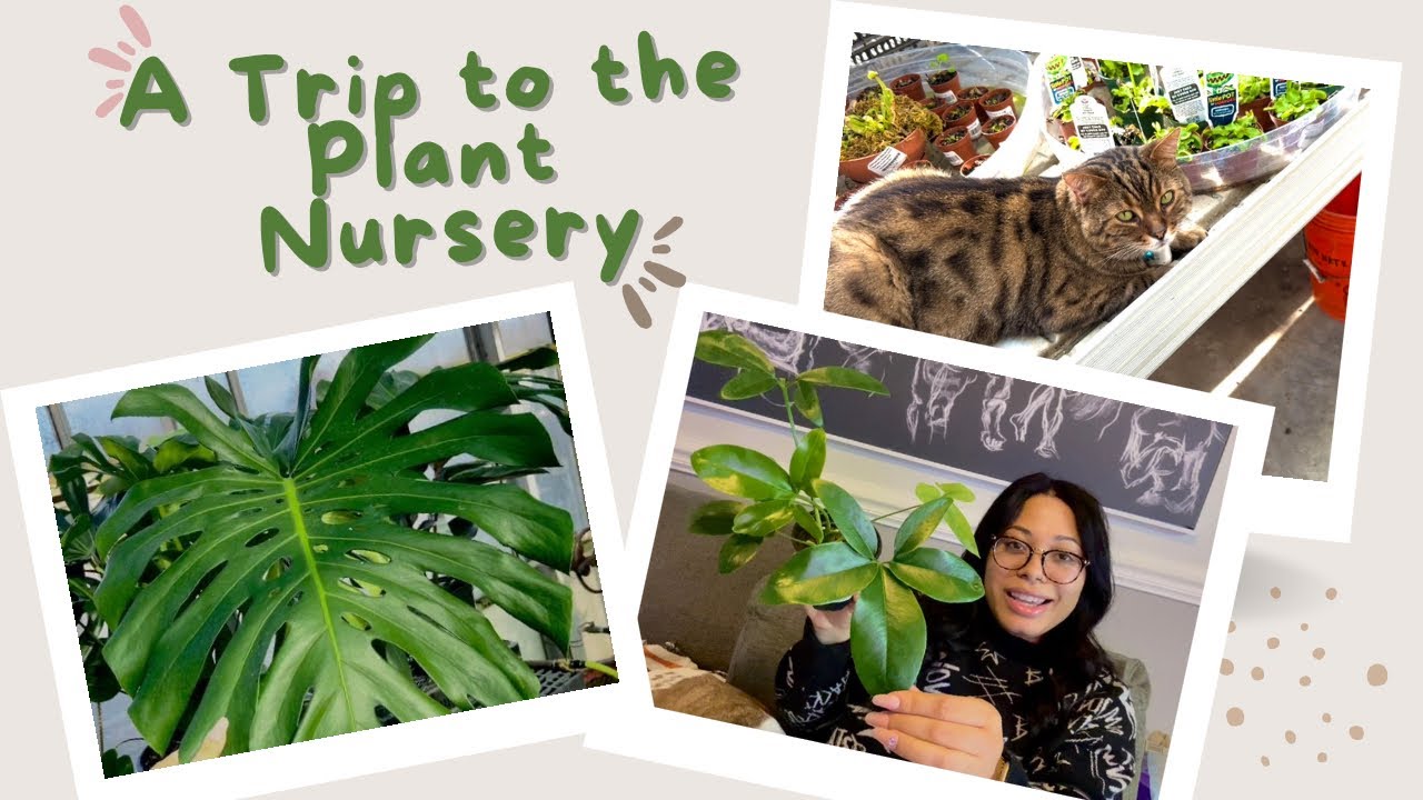 A Chatty Plant Video | Let’s Buy A Few Plants from the Plant Nursery ...