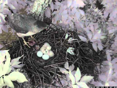 Coopers hawk baby chicks first feeding - YouTube
