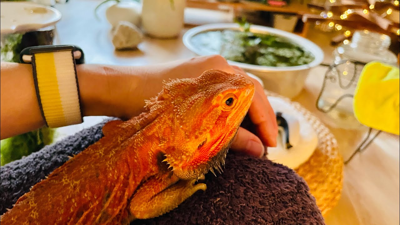 Hanezeve Caradhina Takeshi Saito メイドインアビス - YouTube