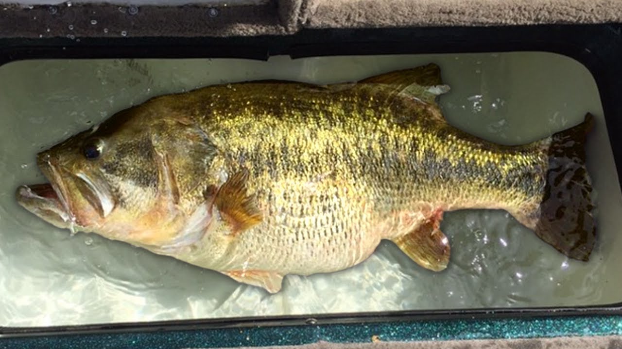 This STUDY Changes EVERYTHING We Know About BASS FISHING - YouTube