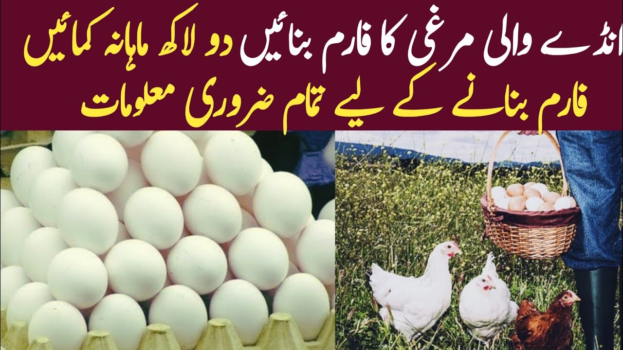 Eggs Bussiness | Hen forming | Lier Hen forming | Profit Business - YouTube