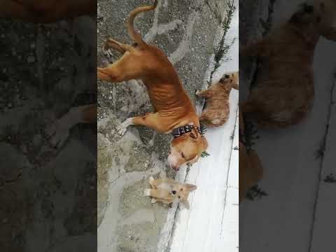 pitbull red nose VS Pekingese