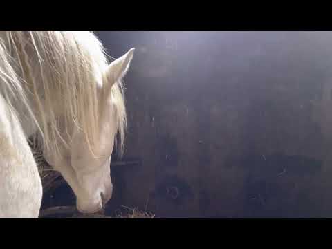 Young Lipizzan breeding Stallion so brave and clean - YouTube