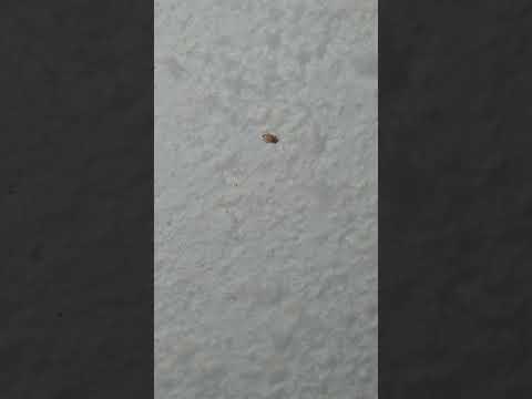 CONHECE O CORRODÊNCIO? ESSE É O NOME DESSE BICHO DO MOFO! RESULTADO DO ...