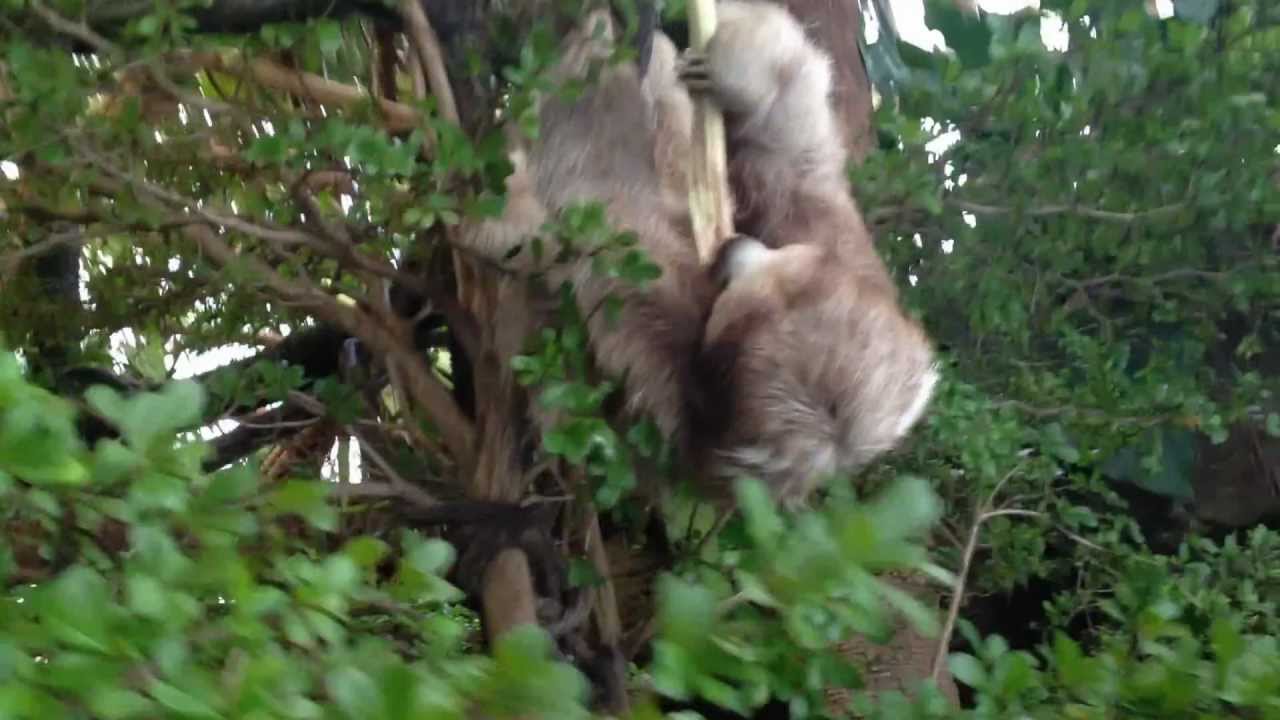 Cute Sloth is hungry - YouTube