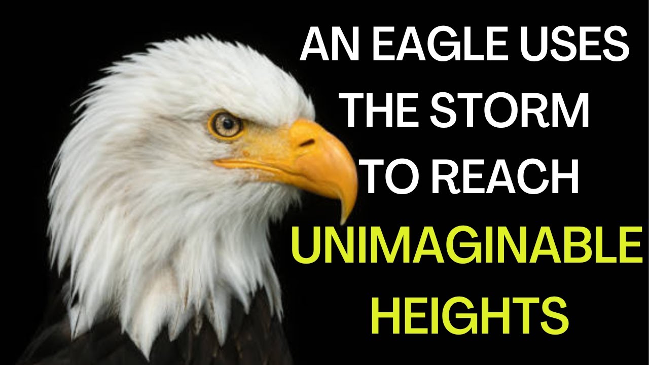 Eagle's mentality| eagle inspirational quotes|Eagle mindset and ...