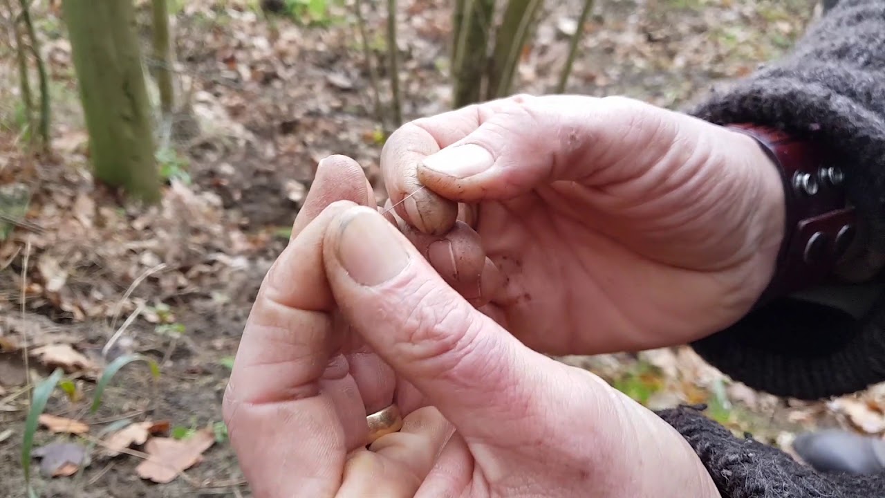 How to spot signs of Badger activity in the woodland - YouTube