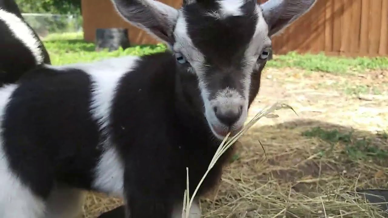 Baby Goat Little Boy "Blue" - YouTube