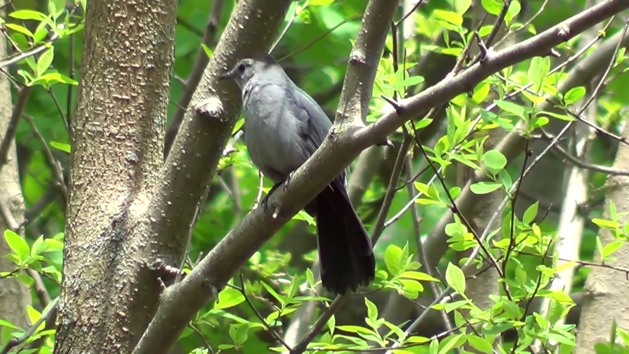 Gray Catbird Song 1 HQ HD - YouTube