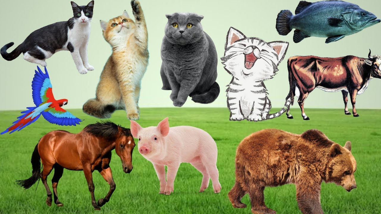 ANIMAL SOUNDS: I Cute Animal Sounds Video Compilation 2023 - YouTube
