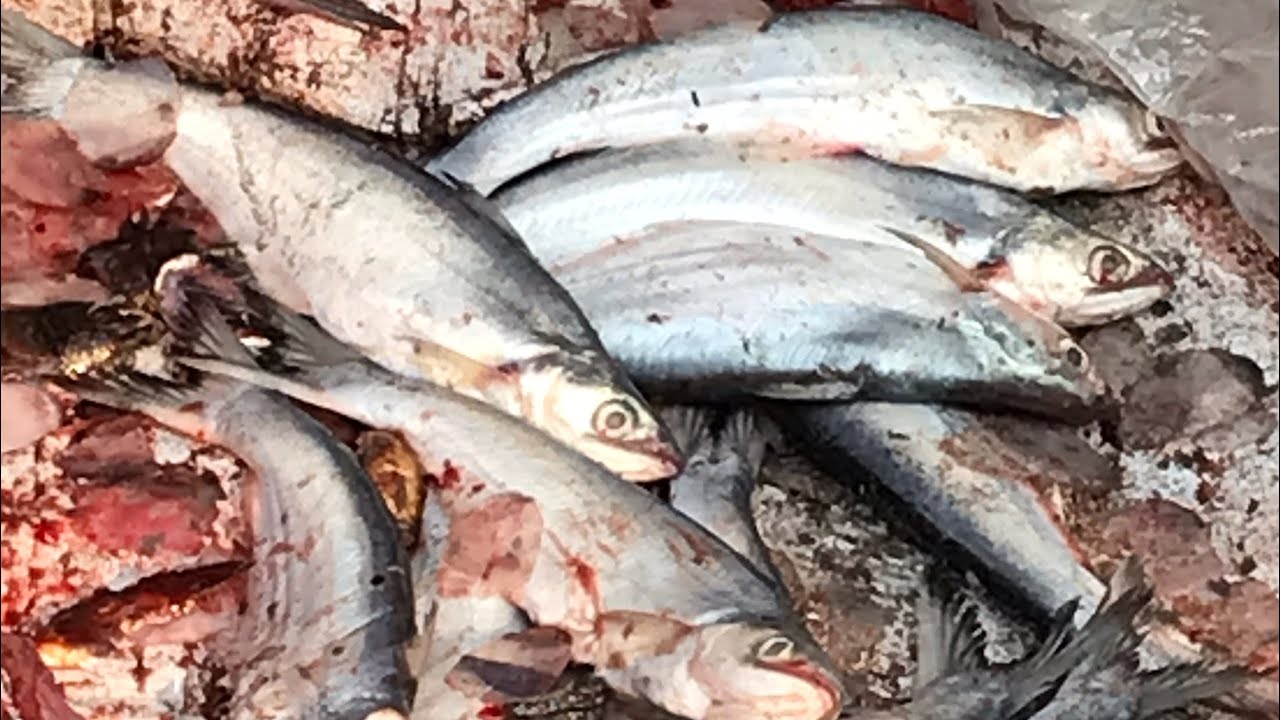 Amazing River Fresh Bacha Fish Cutting in Bangladesh Fish Market !!Fish ...
