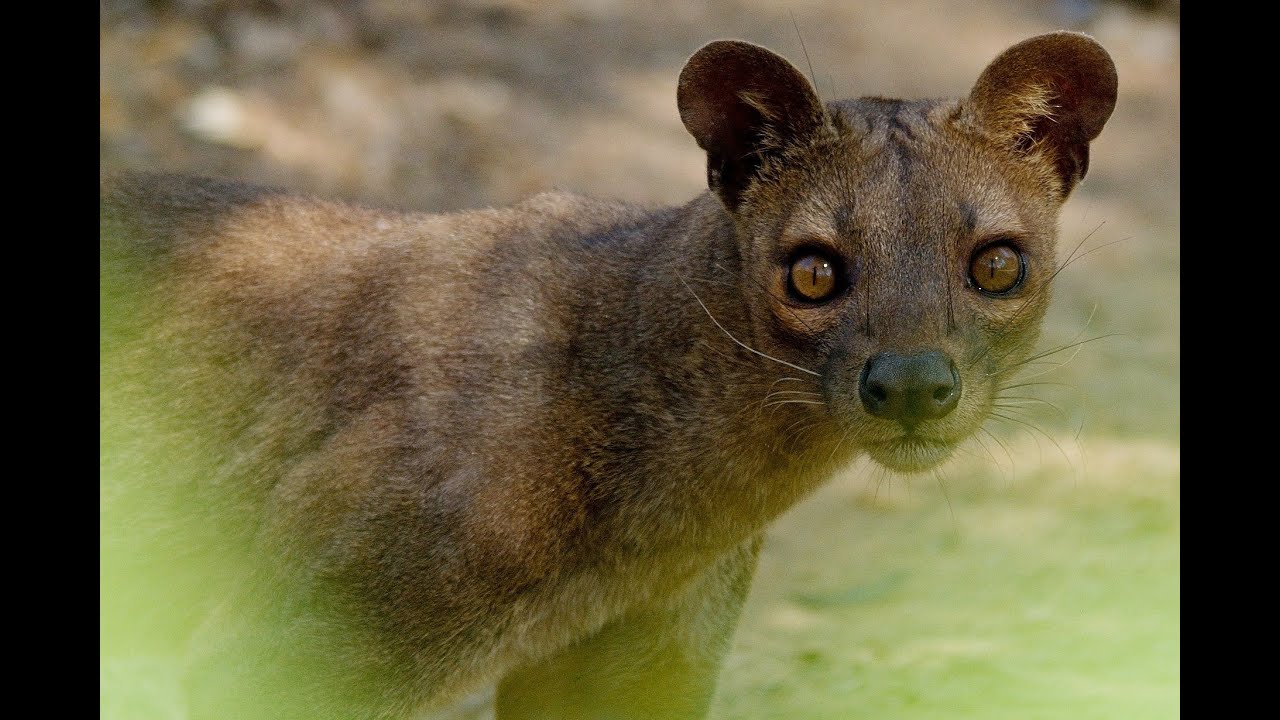 Fosa (Cryptoprocta ferox) - YouTube