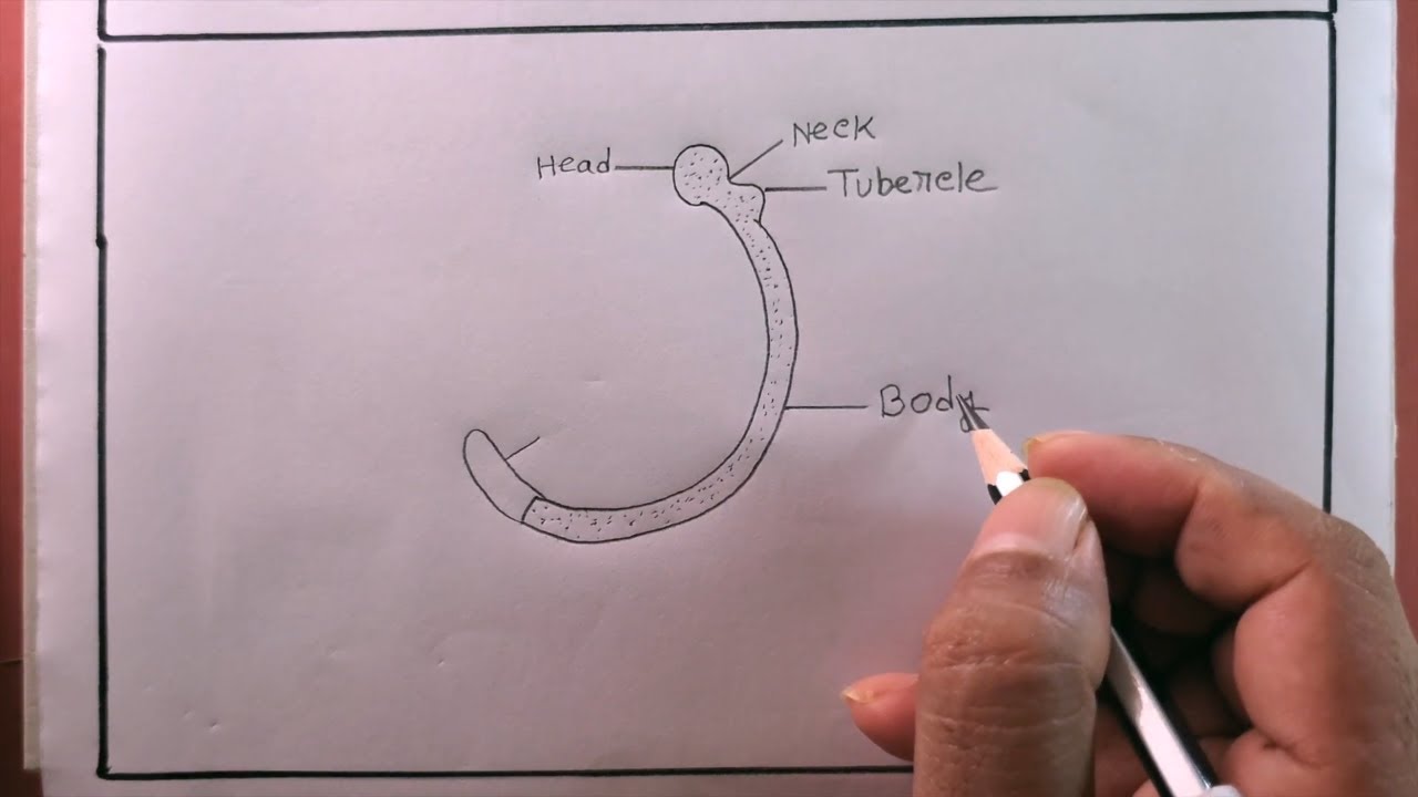 How To Draw Rib Of Thoracic Cage Easy Step By Step - YouTube