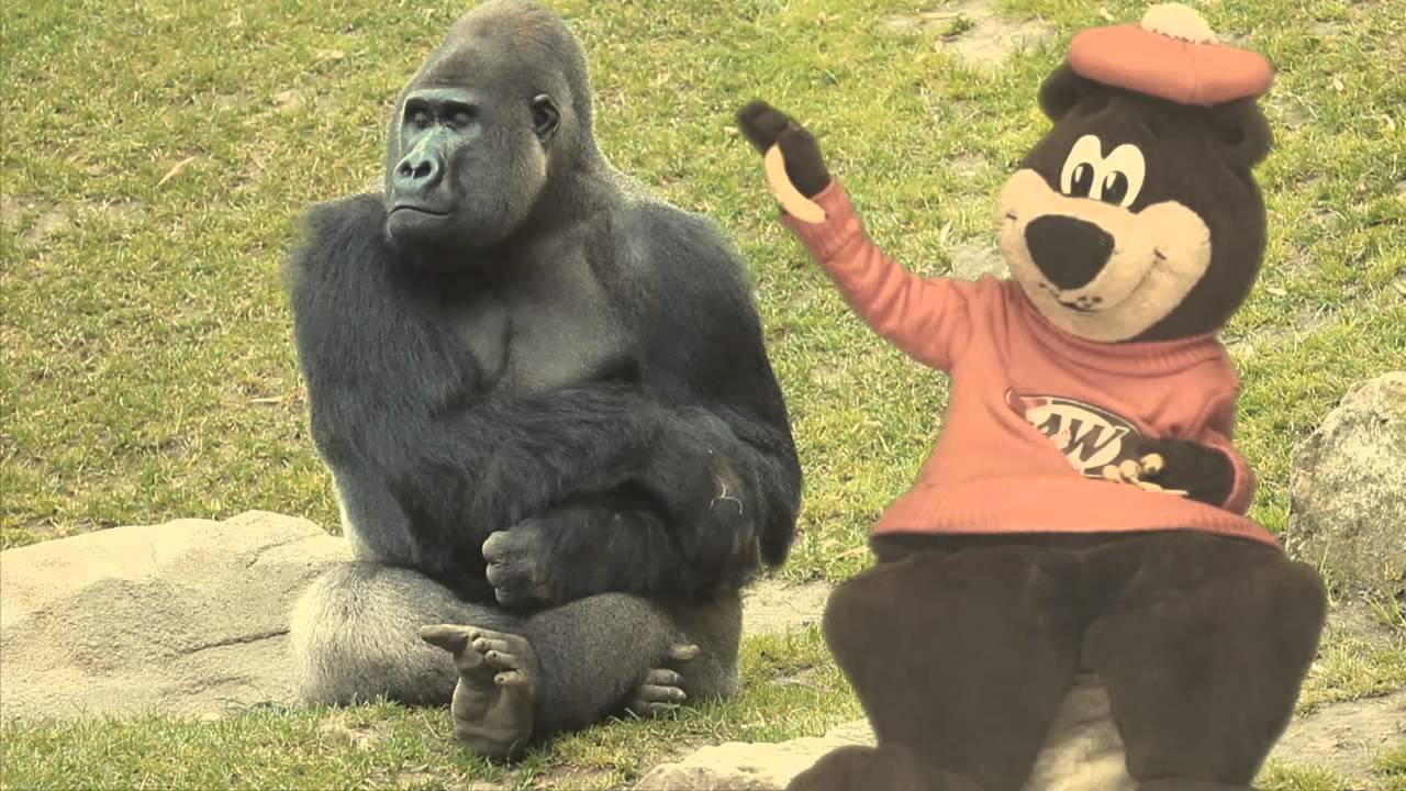 A&W's Rooty is the Most Interesting Bear in the World! Episode 1 - YouTube