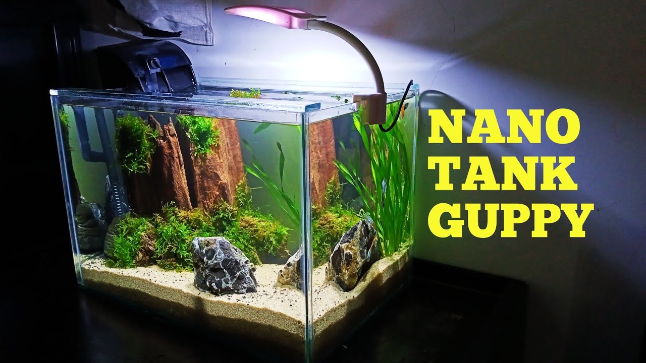 setup simple guppy fish tank || aquarium ikan guppy || ag.aquatic - YouTube