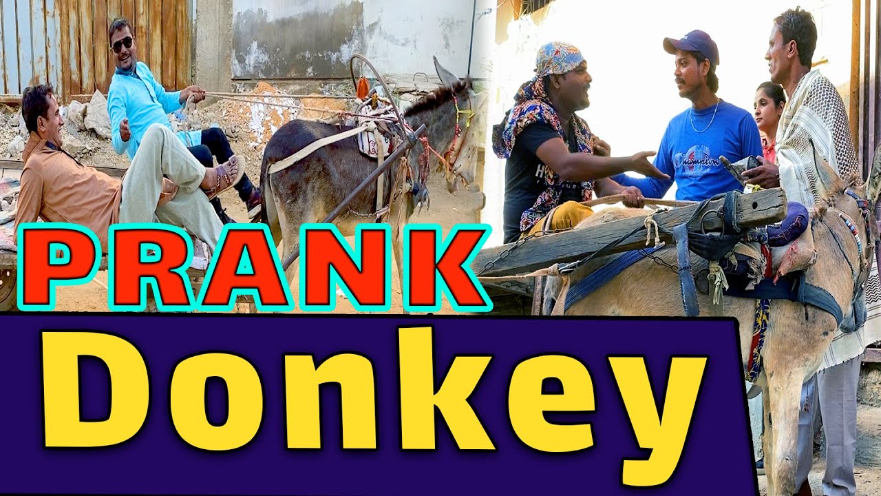 Donkey Prank | Donkey Meat | Donkey Car | Lift Donkey | Gadha Prank | Donkey milky | Donkey ...