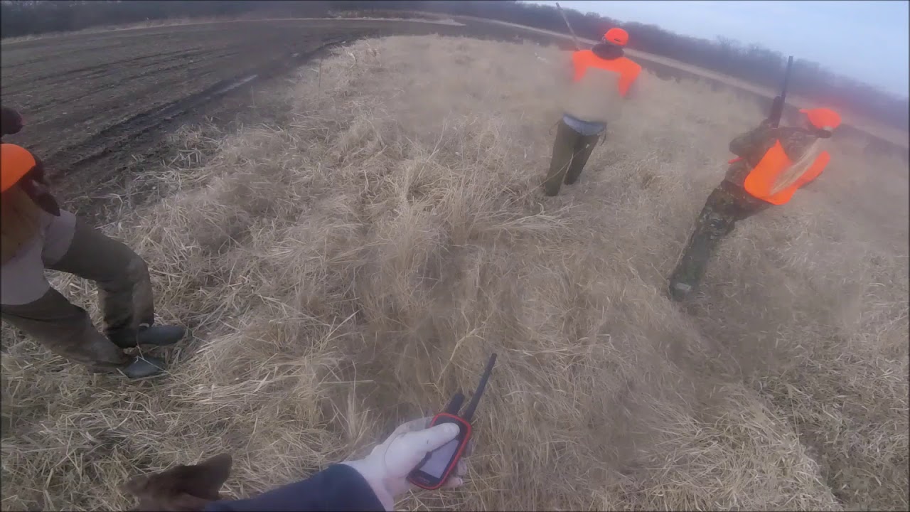 Morgan, Tyson, and Travis, Chukar and Quail Hunt - YouTube