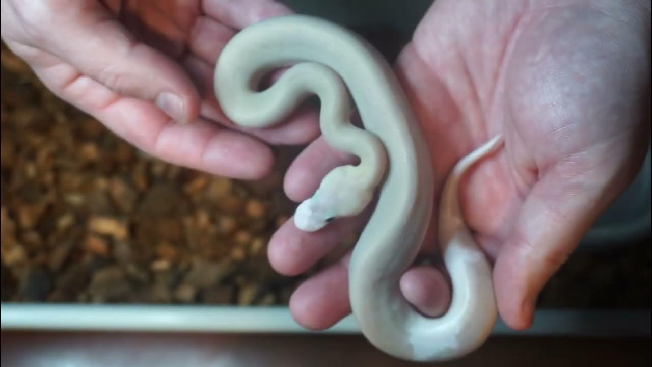 Cool Ball Python Babies - YouTube