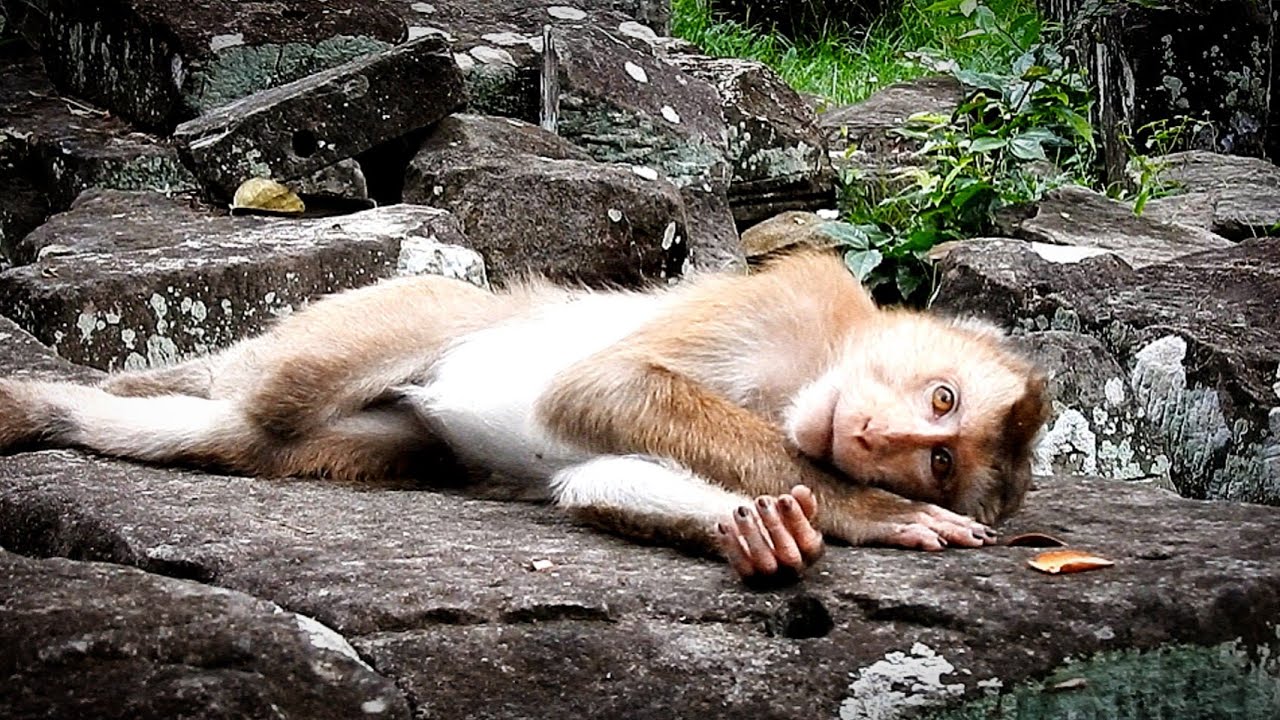 Depression Monkey stays alone - YouTube