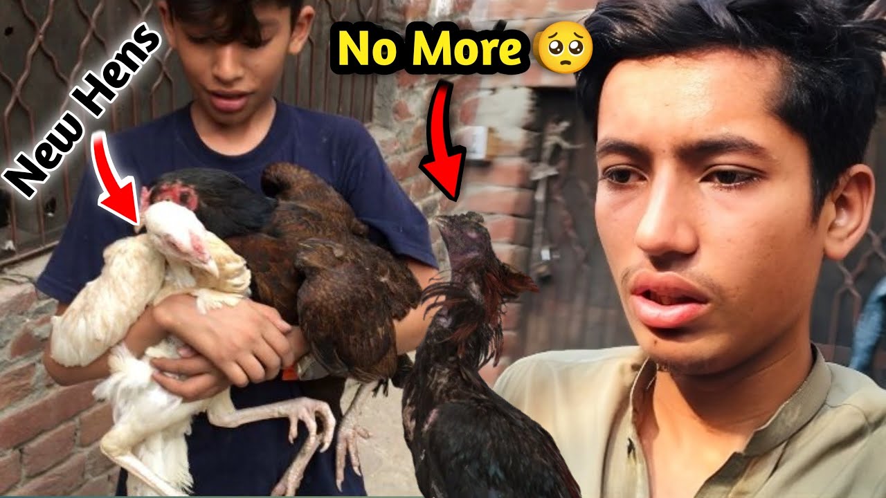 New Thai Murga No More 😭New Hens Ly Aye 😍 - YouTube