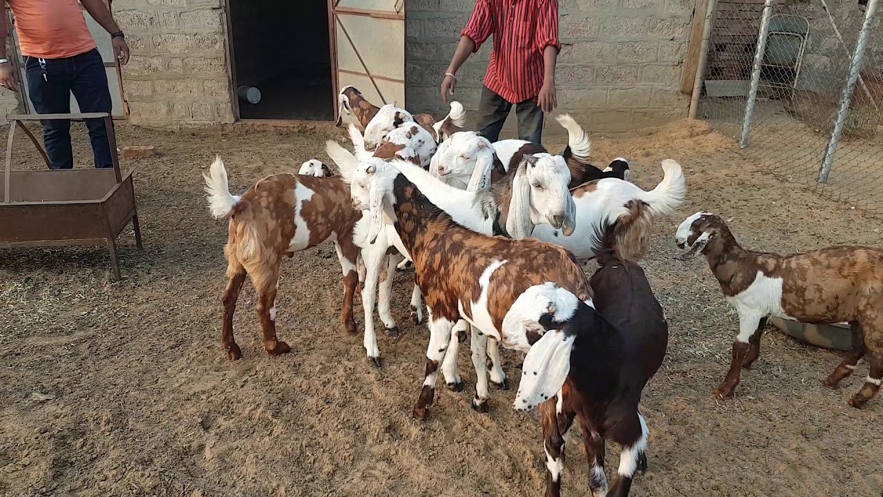Altaf Goat Farm | Gujri Breed | 4-5 Months | 2020 | Contact no ...