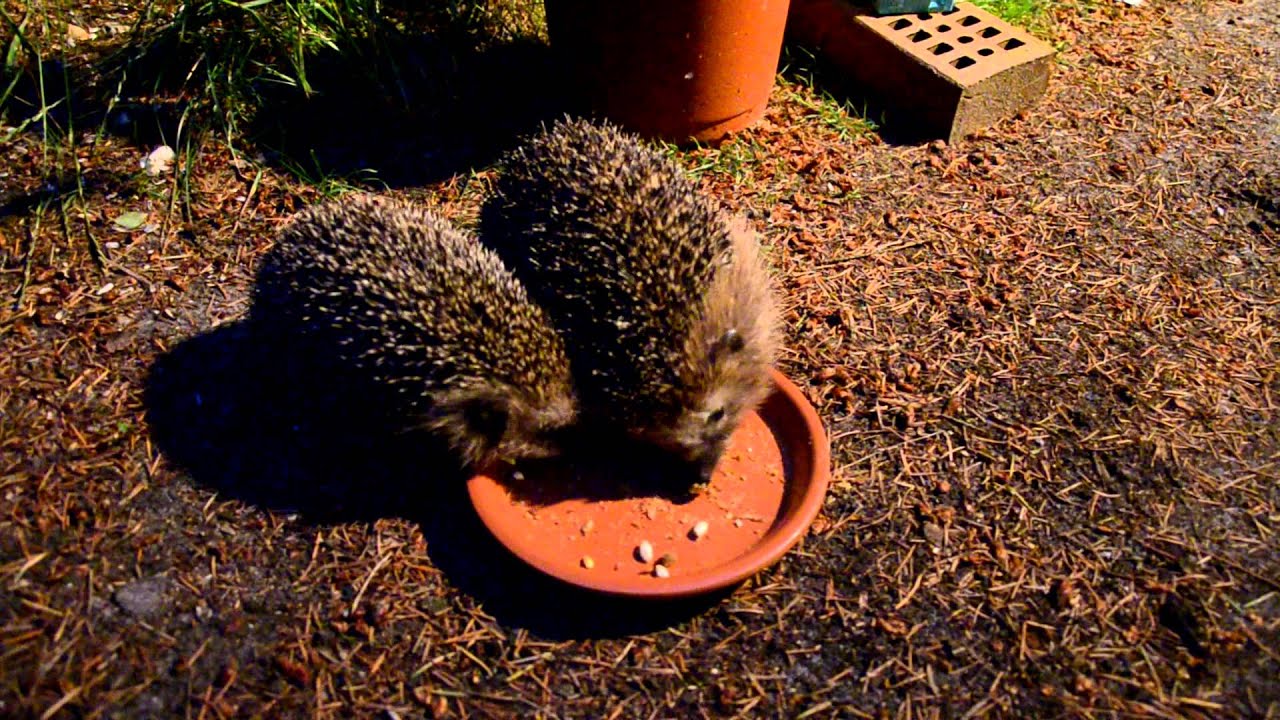 Zwei Igel essen aus einem Schälchen.MOV - YouTube