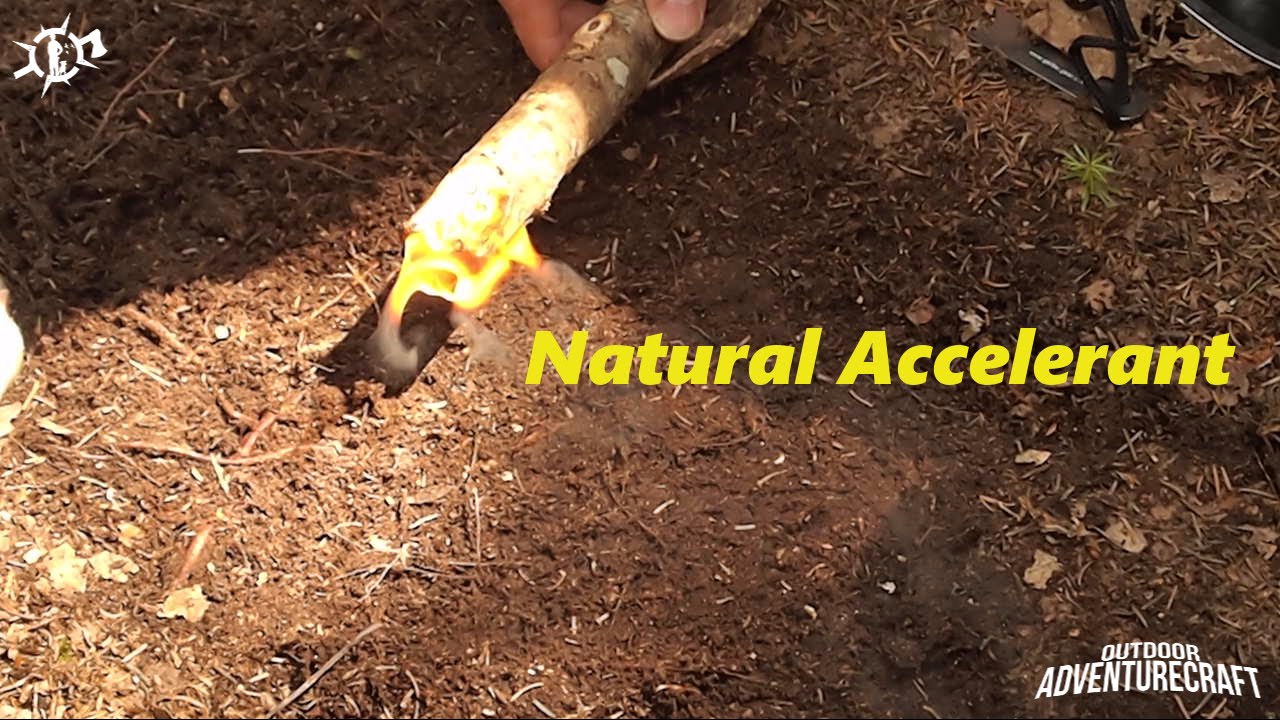 Using Balsam Fir Resin as Emergency Fire Starter - YouTube