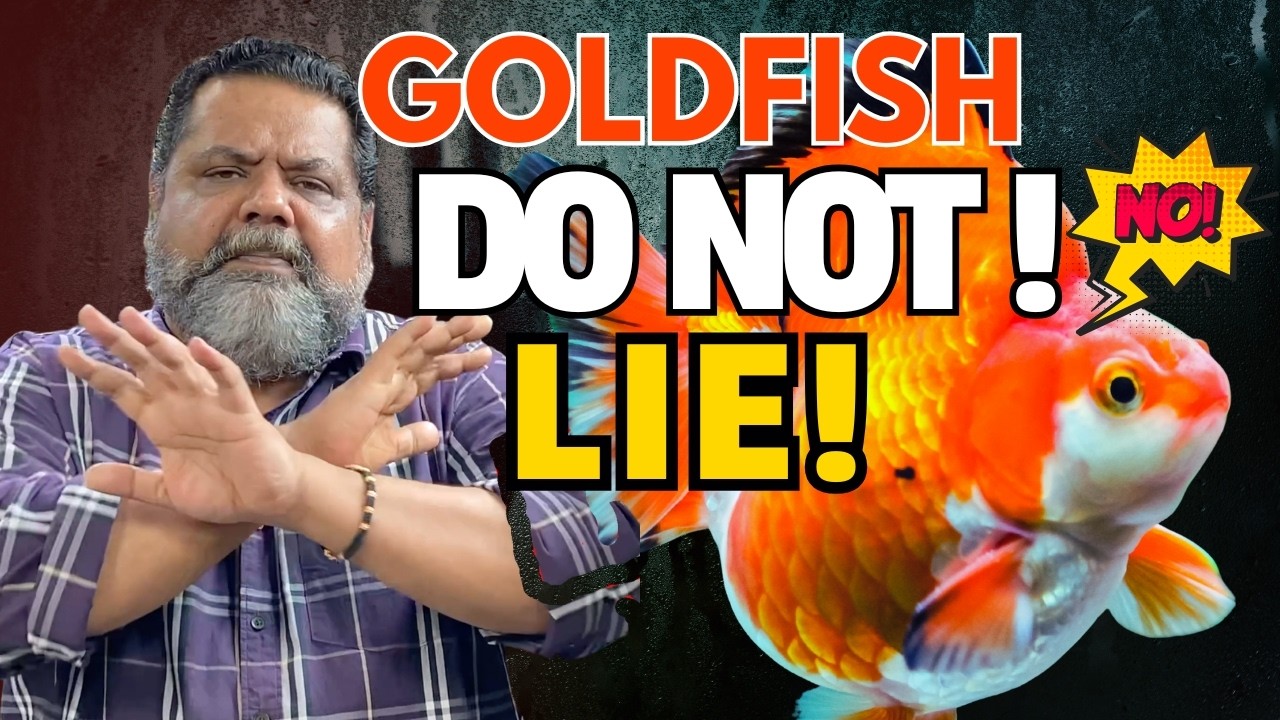 My FIRST Goldfish Aquarium: The Ultimate Guide | The G.O.L.D.F.I.S.H ...