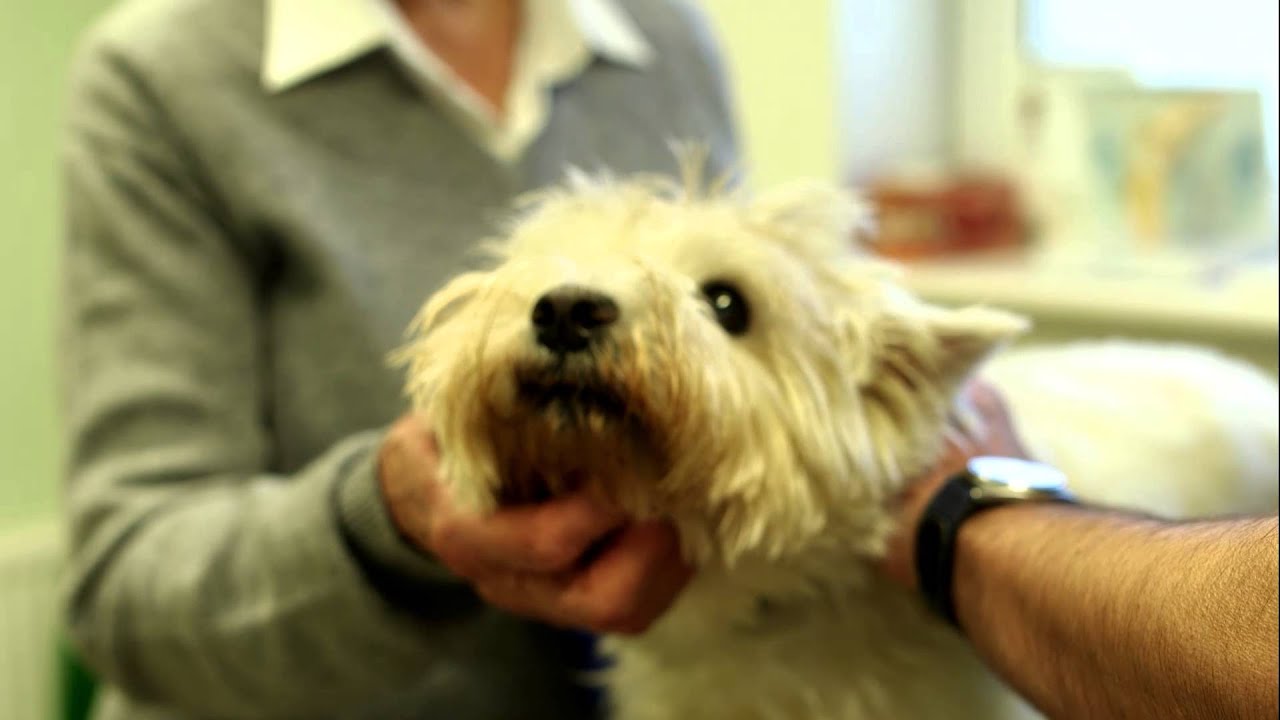 Pets are good for us - Be good to them - YouTube