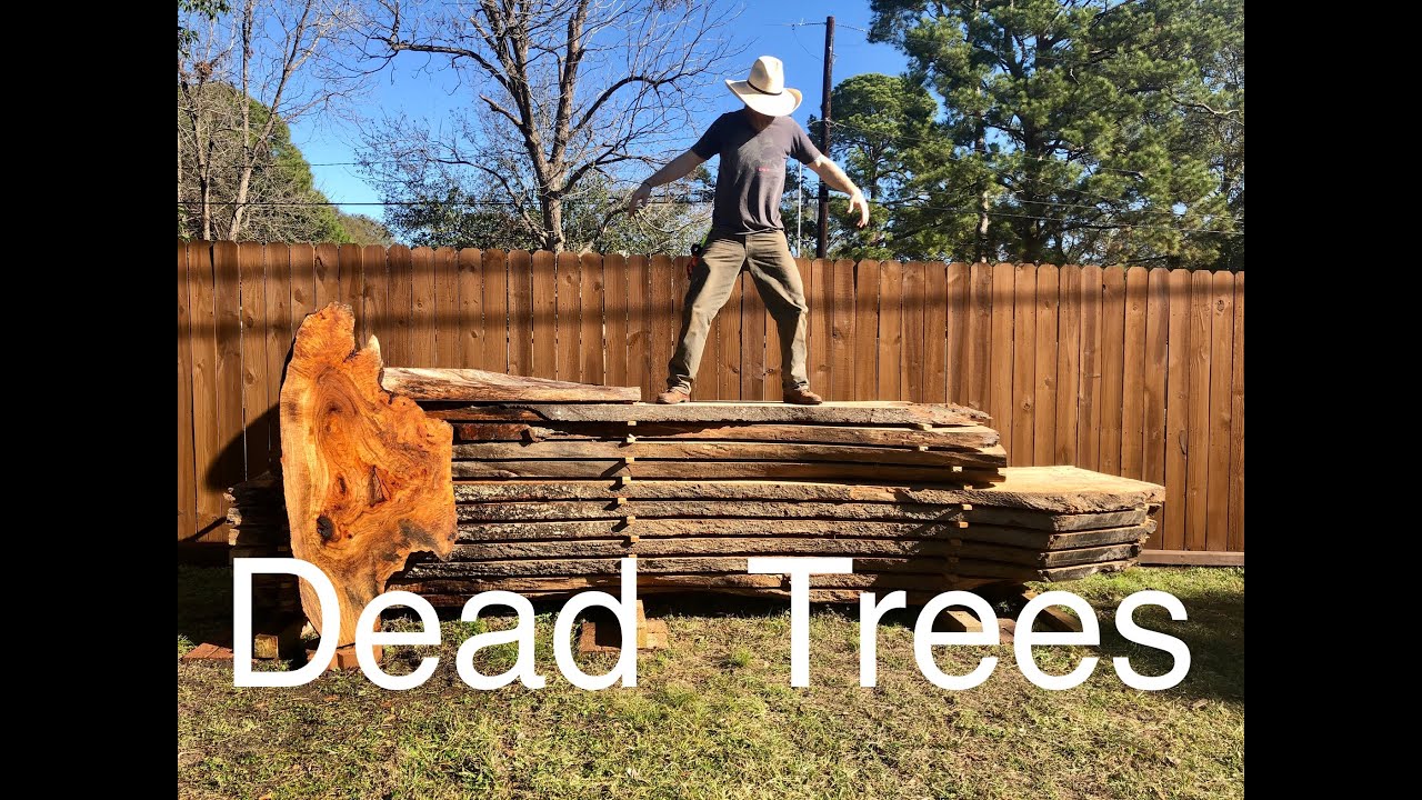 Dead trees! - dead trees turned into beautiful slabs - YouTube