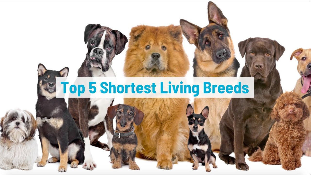 What Is The Shortest Living Dog
