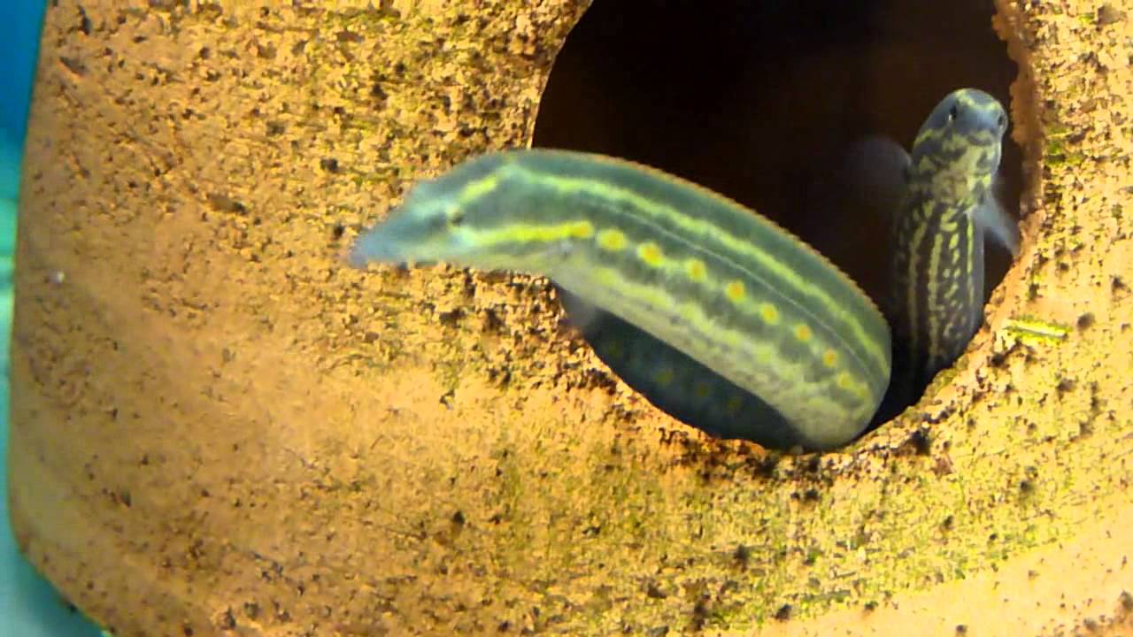 Mastacembelus Erythrotaenia (Fire Eel) - YouTube