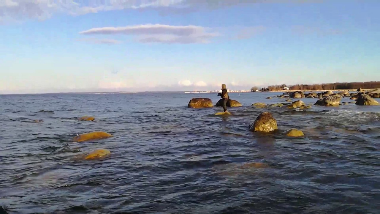 Meriforell - YouTube