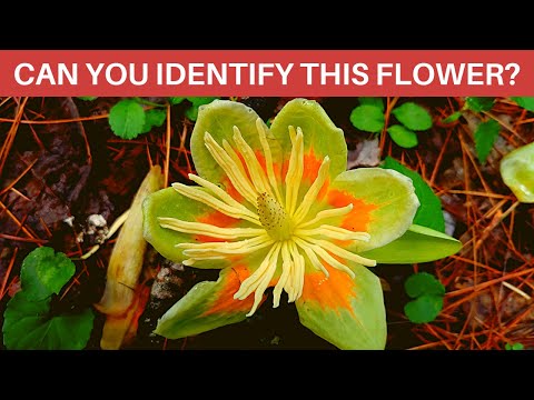 This flower is very common yet rarely seen! Find out why!
