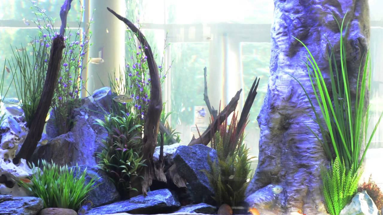 Acrylic Wave Aquarium - Fish Gallery Makeover - YouTube