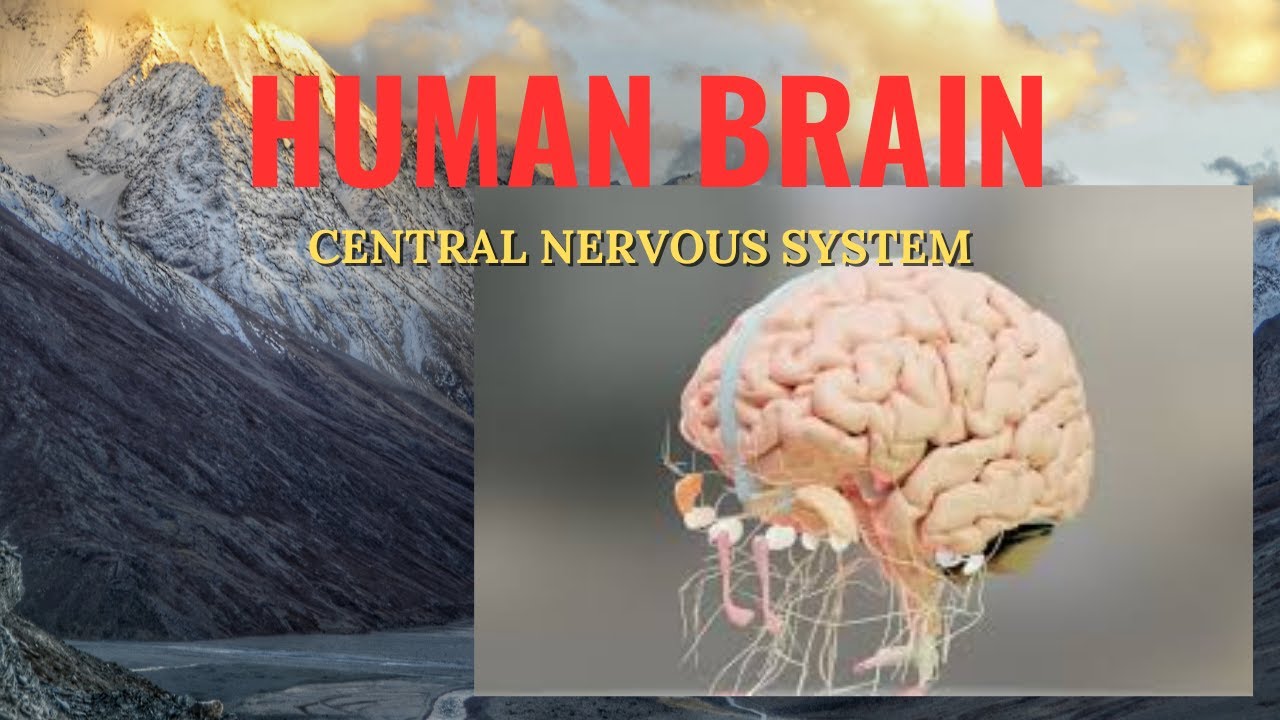 Overview of the Human Brain - YouTube
