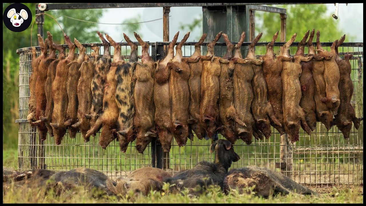 How American Farmers Respond To Wild Boar Attacks On Farms - YouTube