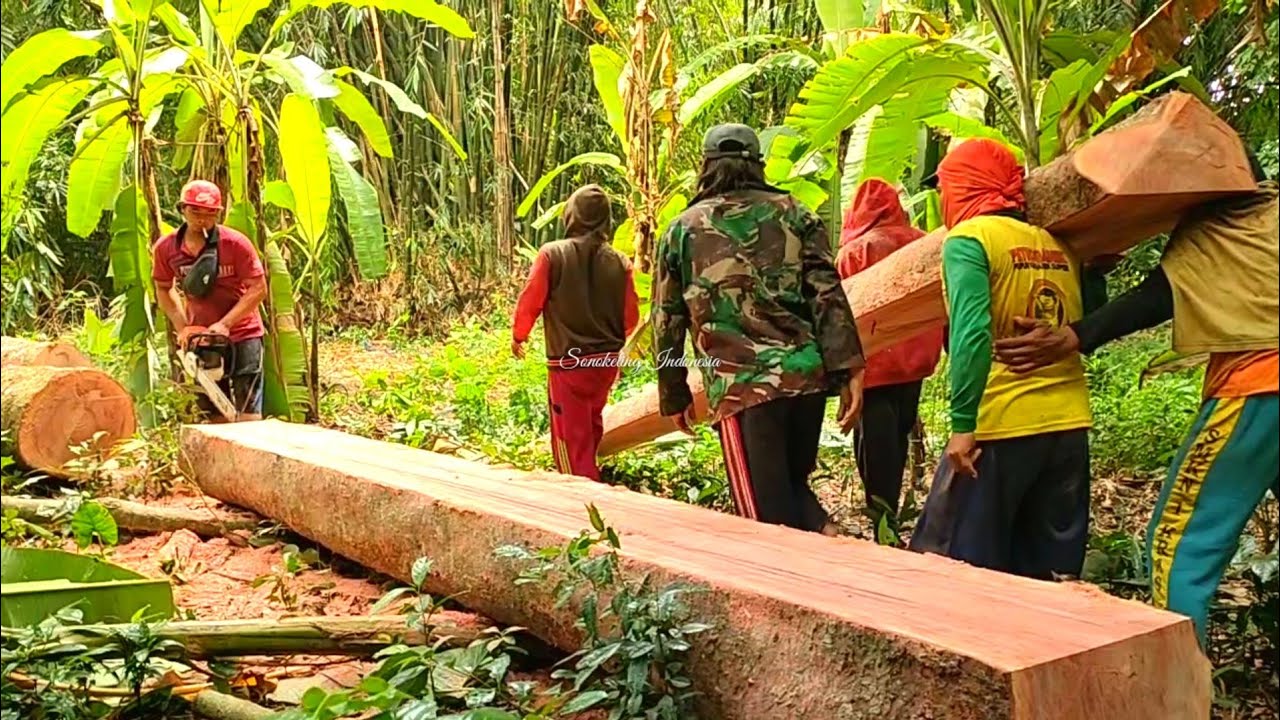 Chainsaw,,!! The Process To Make Lighter Wood Lifted With Perfect ...