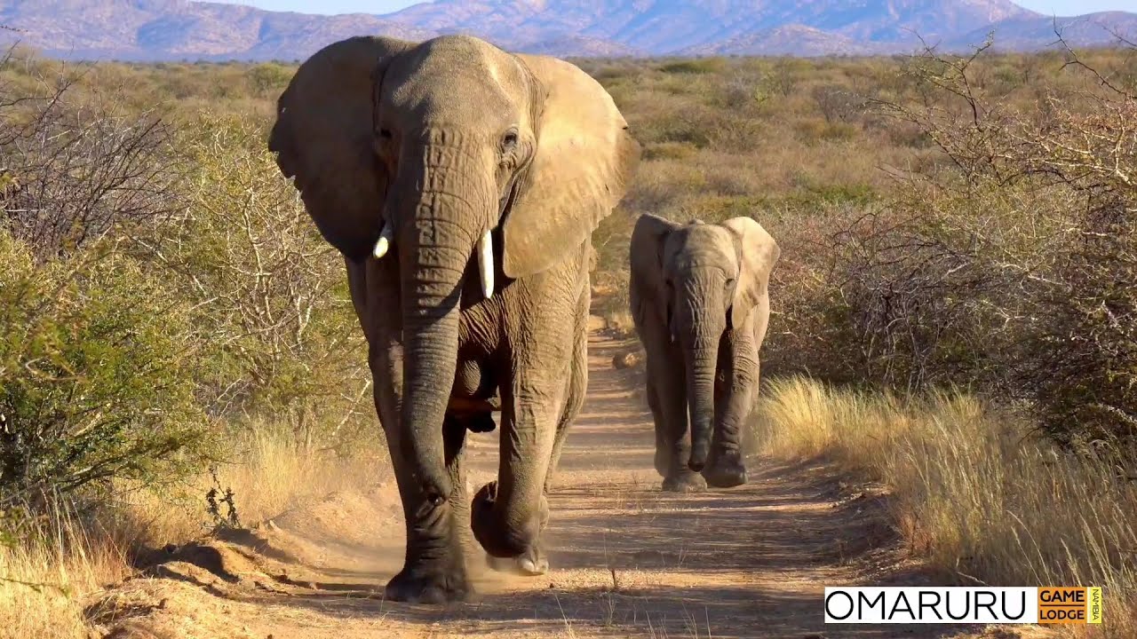 Namibia - Omaruru Game Lodge Sneak Peak - YouTube